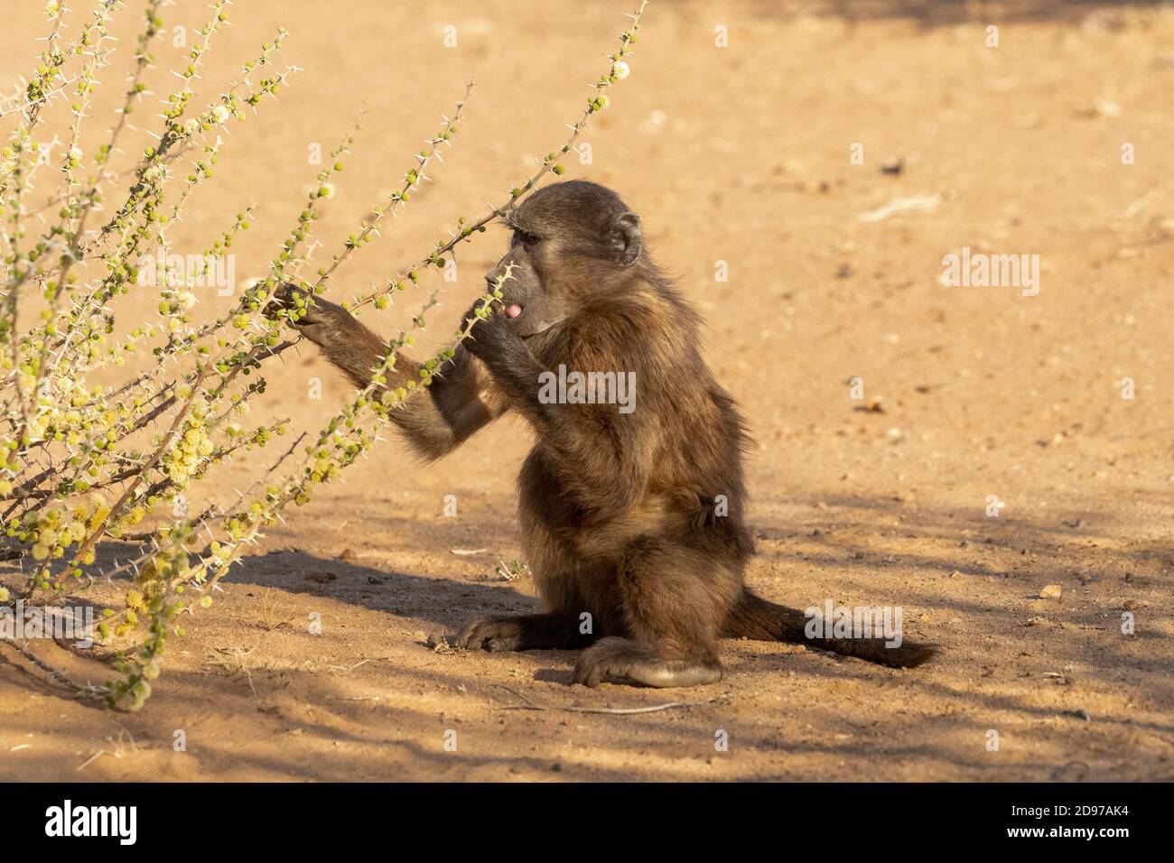 Baby baboons feeding hi-res stock photography and images - Alamy