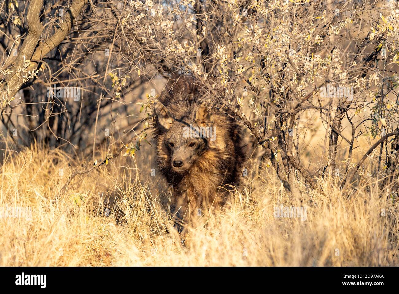 Brown hyena or Strandwolf (Parahyaena brunnea, before Hyaena brunnea ...