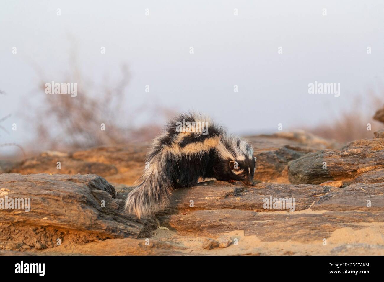 Striped polecat or African Polecat (Ictonyx striatus), captive, Private ...