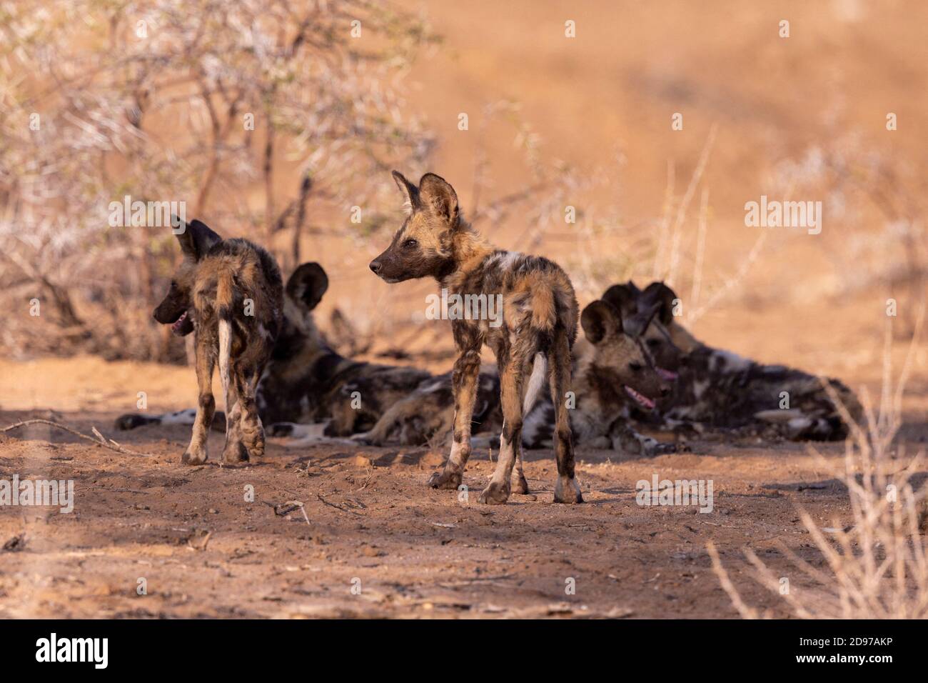 African painted dog hi-res stock photography and images - Alamy