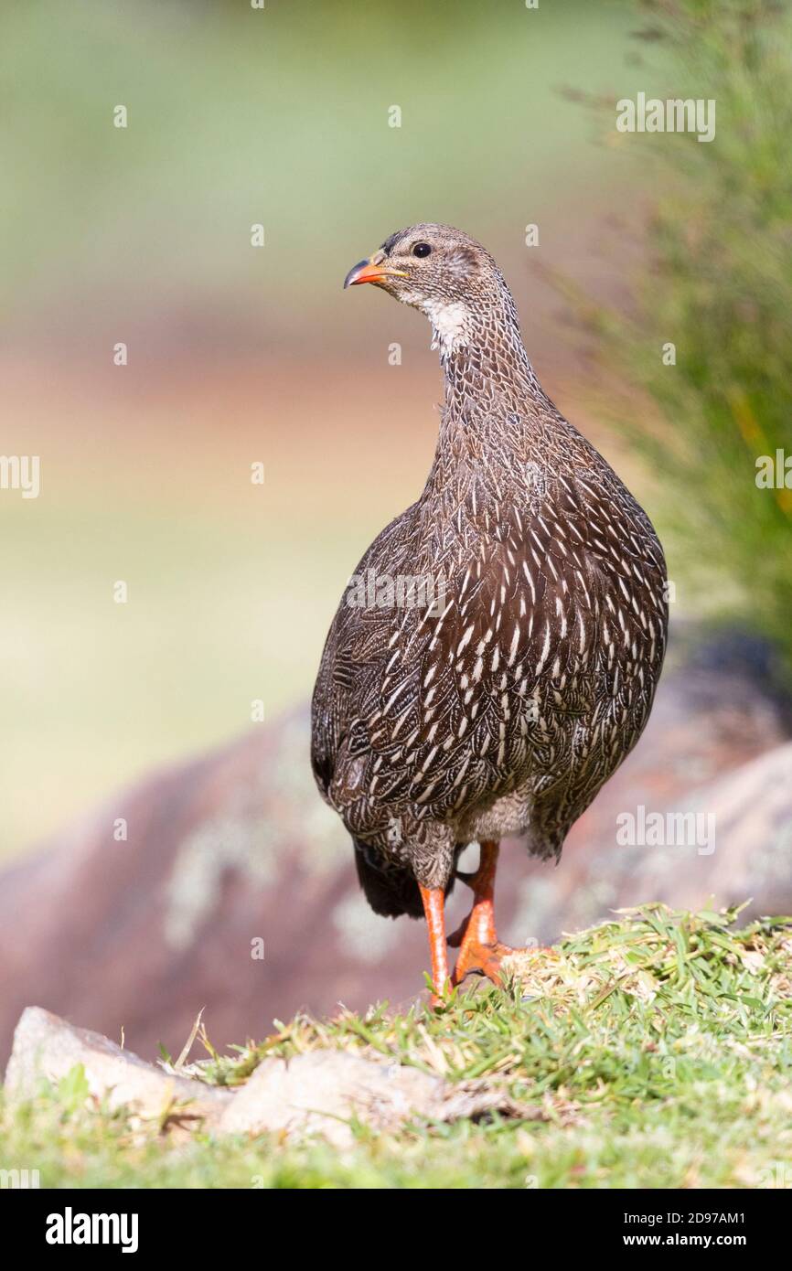 Cape Spurfowl (Pternistis capensis), front view of an adult male ...