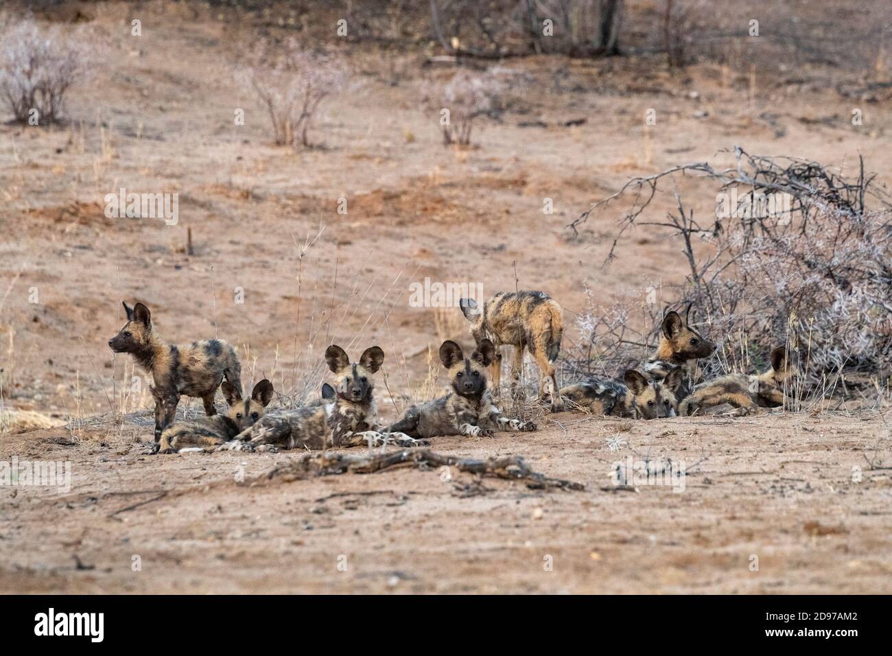 African wild dog baby hi-res stock photography and images - Alamy