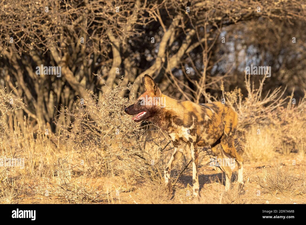 African painted dog hi-res stock photography and images - Alamy
