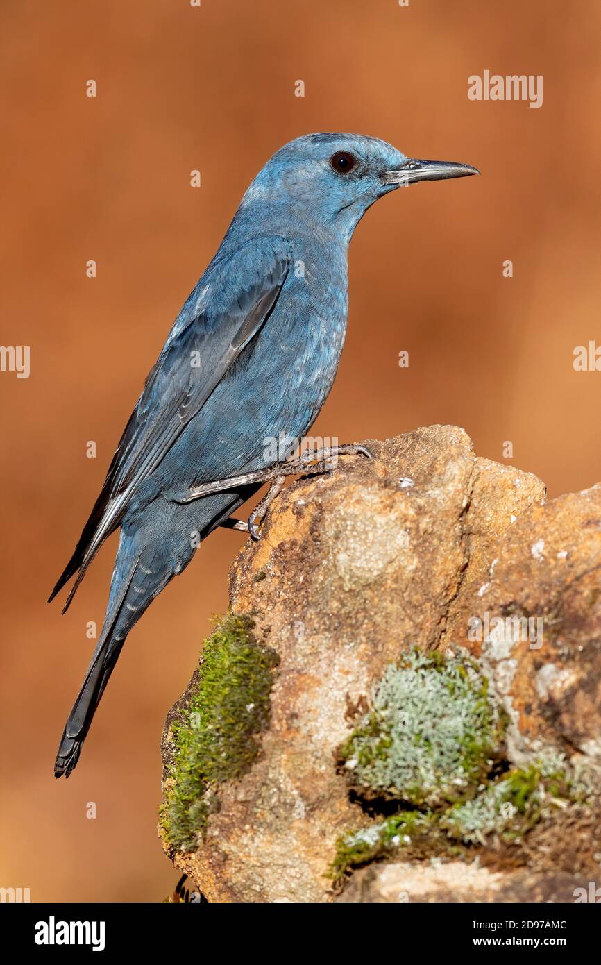 Blue rock thrush hi-res stock photography and images - Alamy