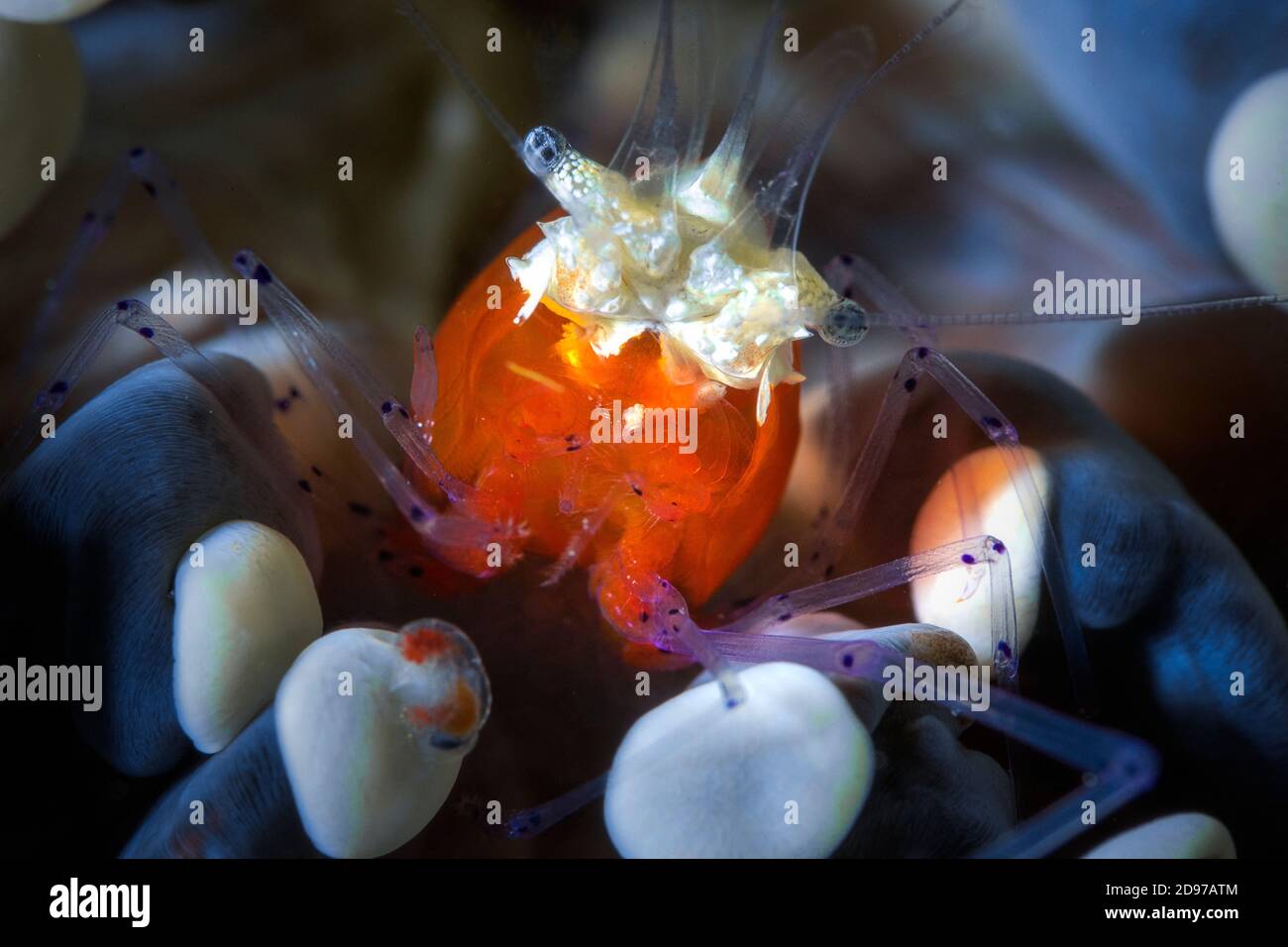 Mushroom coral ghost shrimp periclimenes kororensis hi-res stock ...