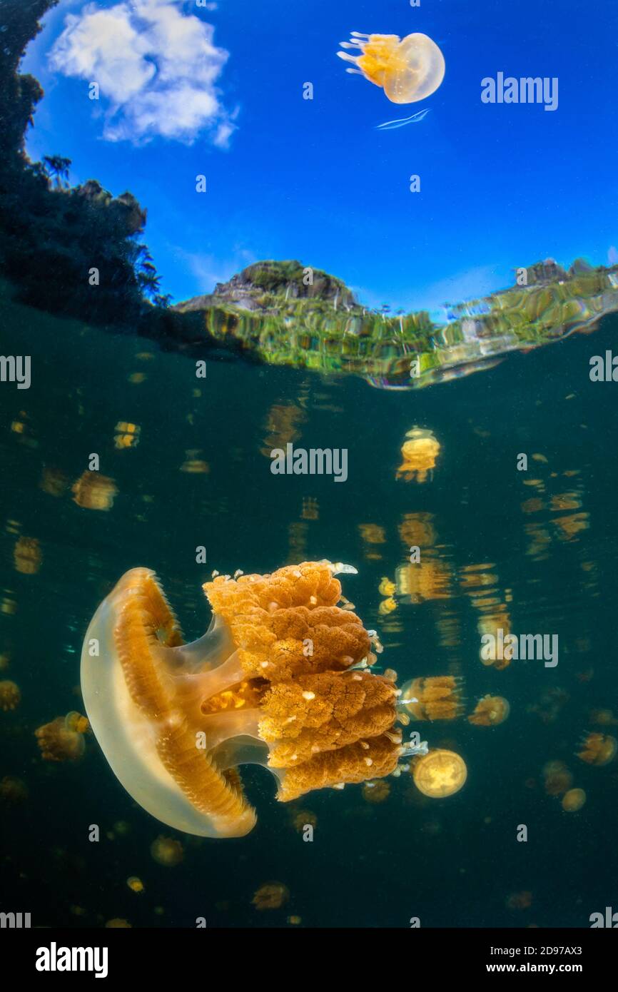 Jellyfish Lake High Resolution Stock Photography and Images - Alamy