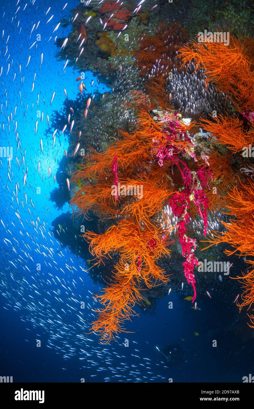 Underwater biodiversity in Misool, Raja Ampat, Four kings, Misool ...