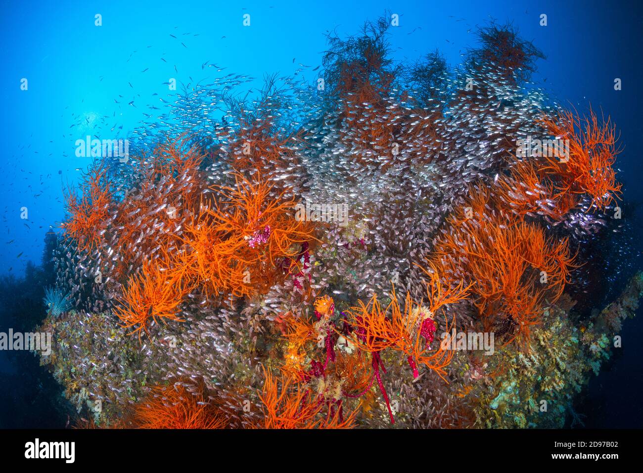 School of glassfish sheltering in gorgonians at the Four Kings Reef ...