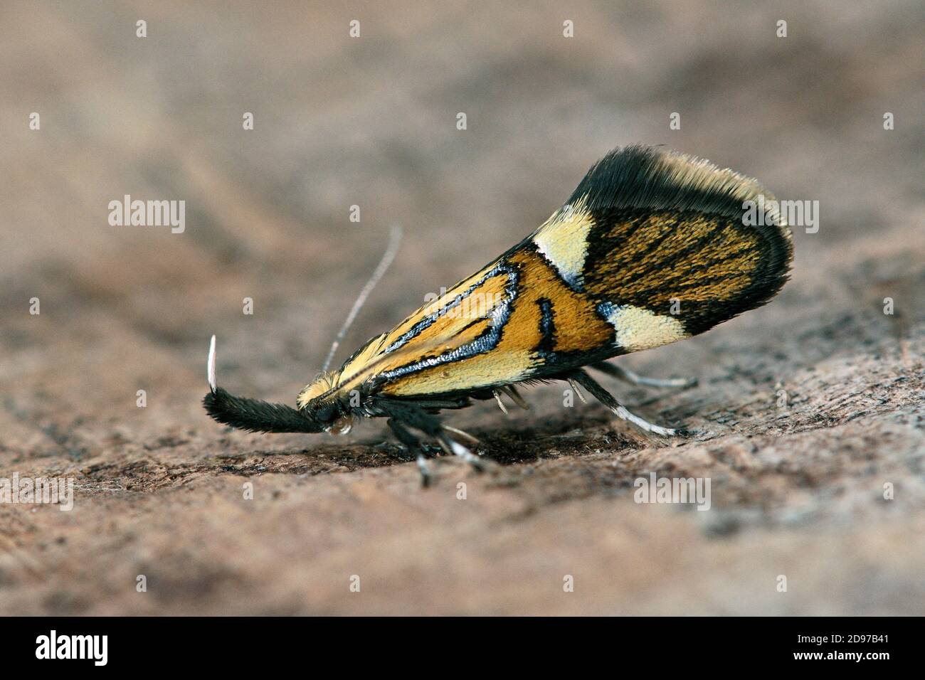 Common tubic (Common Tubic) 8 mm, imago of a spectacular and fairly ...