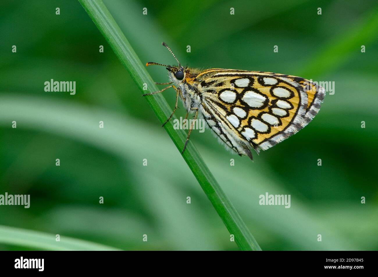 Large Chequered Skipper (Heteropterus morpheus) Imago, Small ...