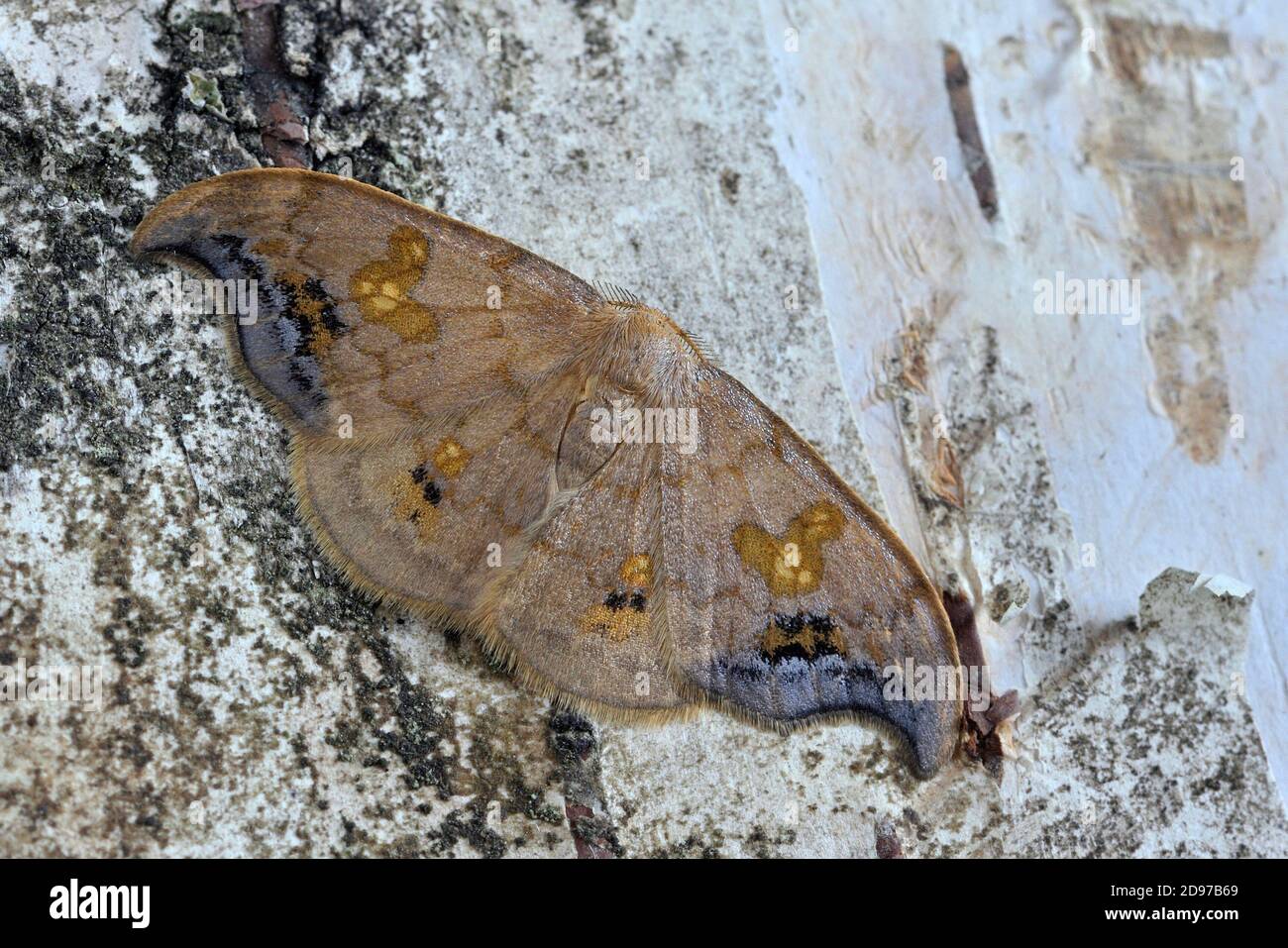 Hook tip moth hi-res stock photography and images - Alamy