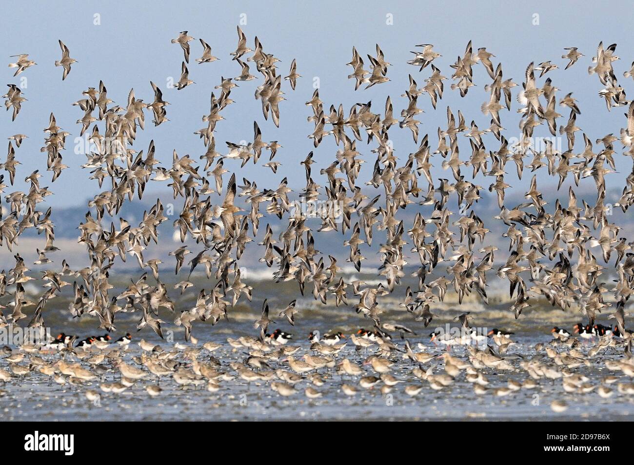 Flock of mixed shorebirds (Red Knots and Dunlins, Bar-tailed Godwits ...