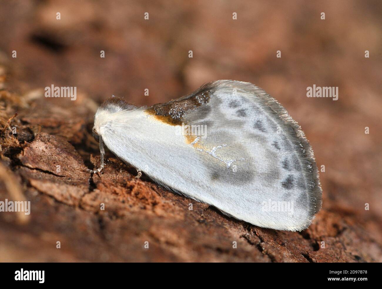 Chinese Character (Cilix glaucata), Imago of 11mm mimicking a bird's ...