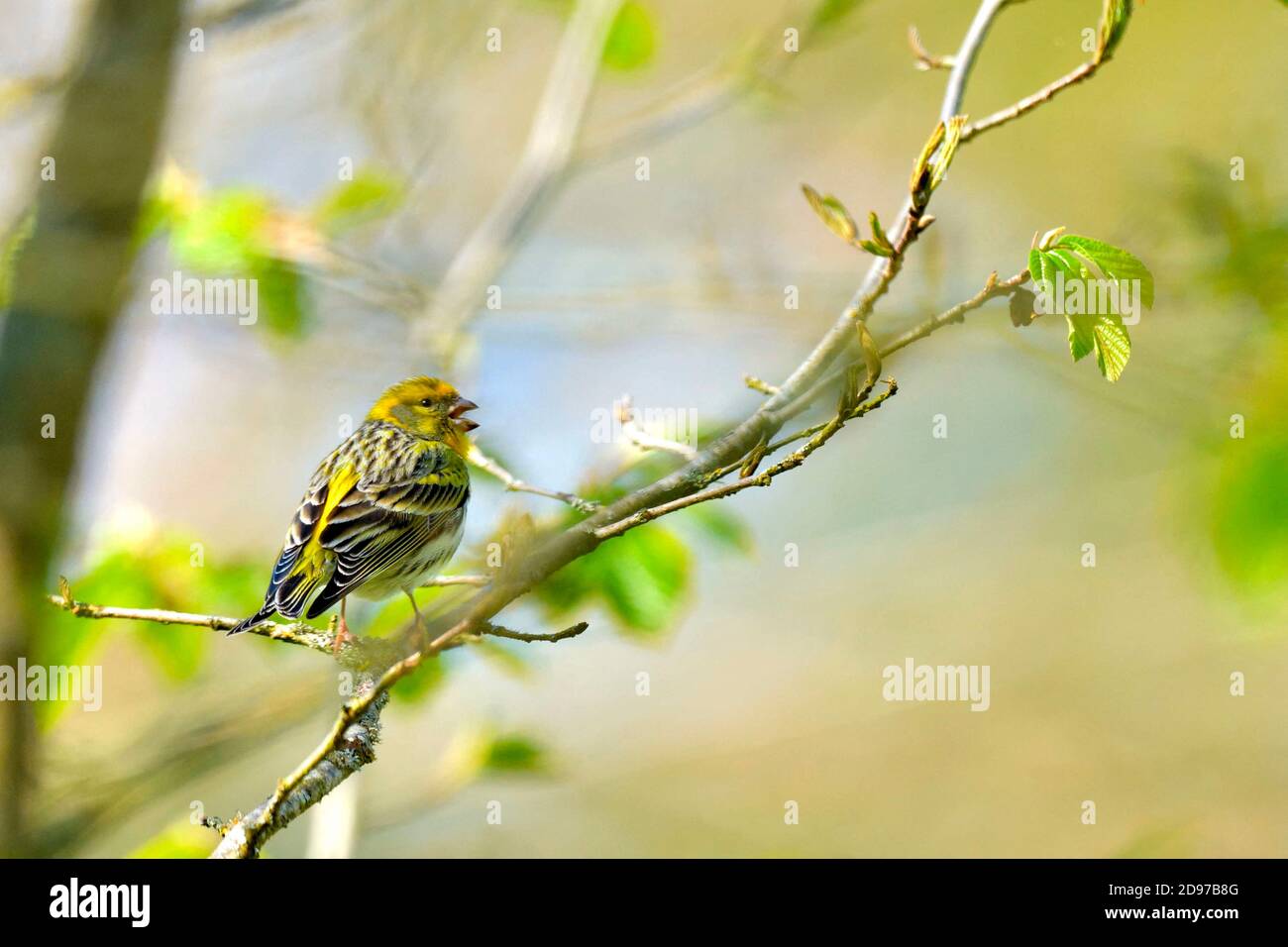 European Serin (Serinus serinus) on Persian ironwood Stock Photo - Alamy