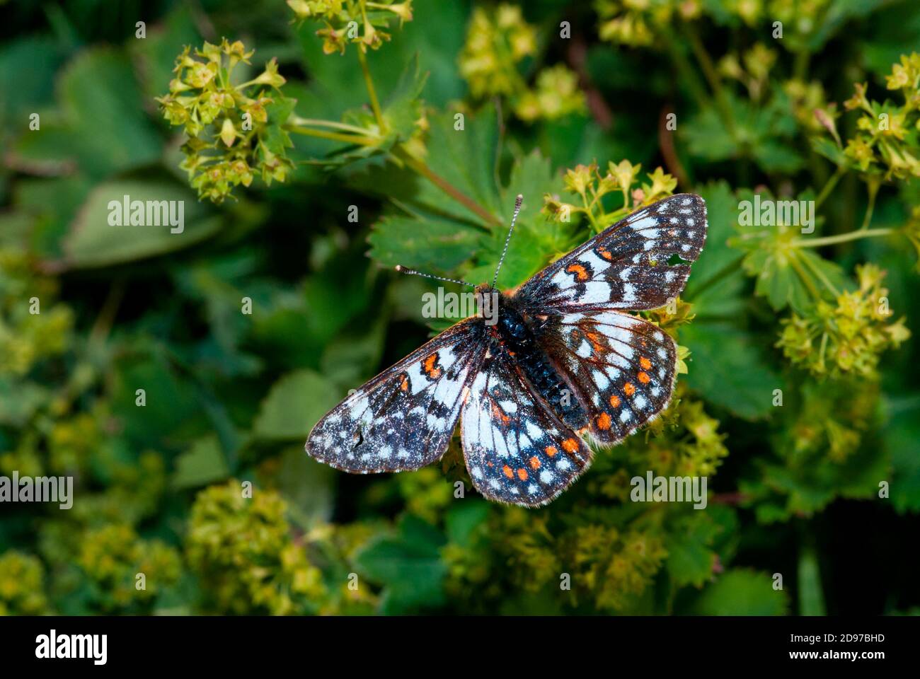 Cynthia's fritillary (Euphydryas cynthia) male, Mercantour National ...