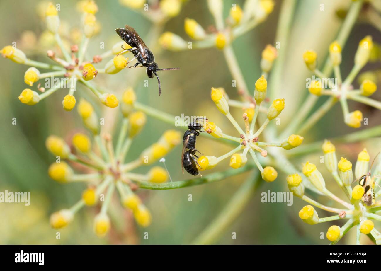 Hairy yellow-face bee (Hylaeus hyalinatus) male above and female below ...