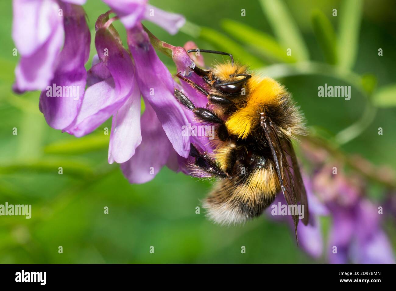 Bombus hortorum june hi-res stock photography and images - Alamy