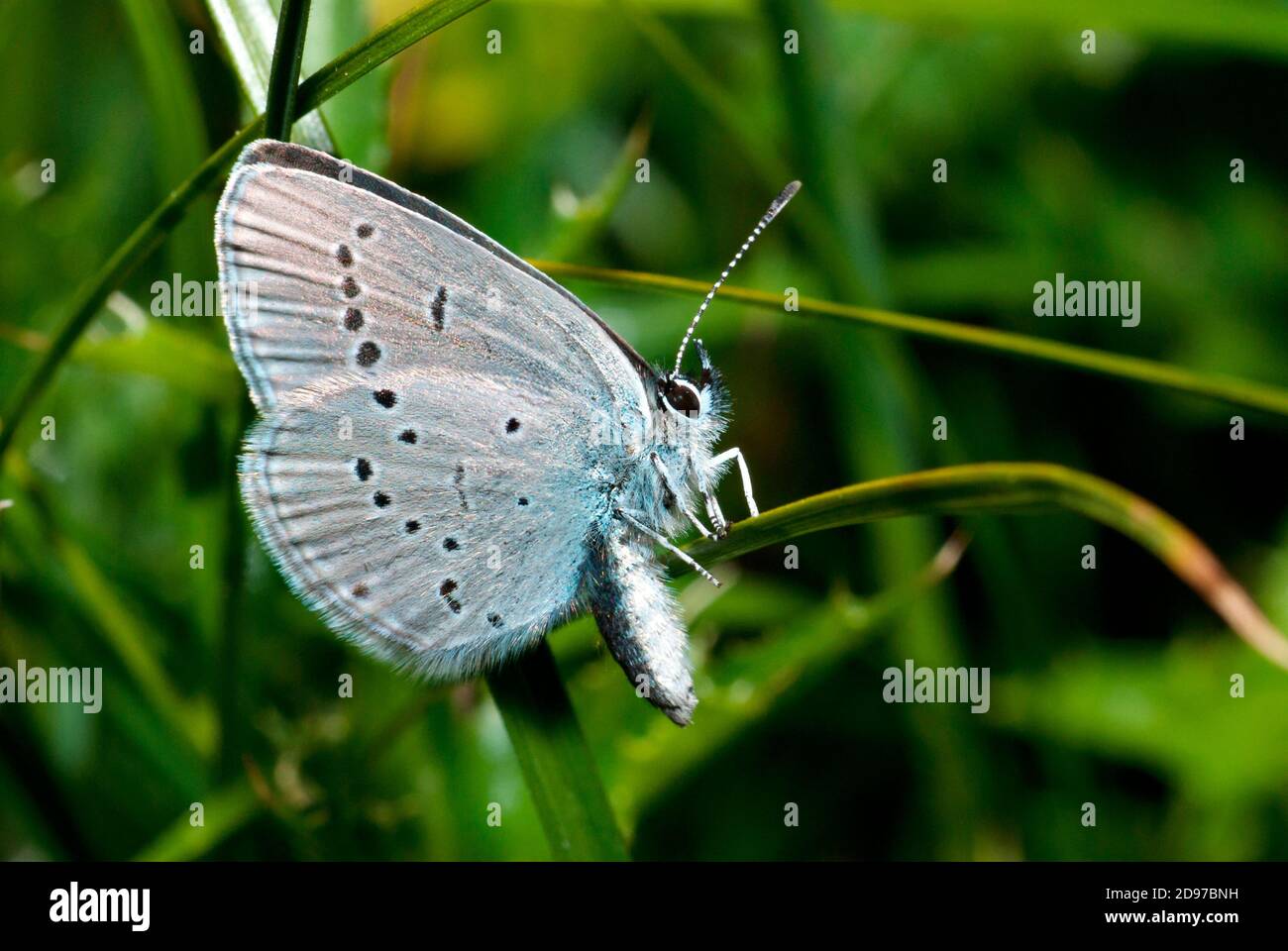 Osiris Blue (Cupido osiris) female, Mercantour National Park, Alps ...