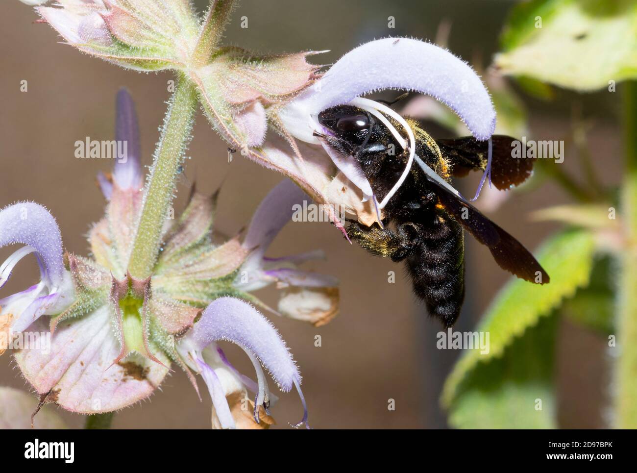 Carpenter Bee Xylocopa High Resolution Stock Photography and Images - Alamy