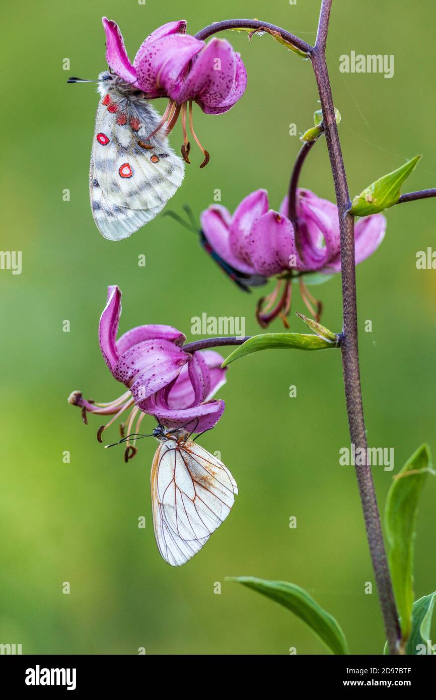 Purple marking hi-res stock photography and images - Alamy