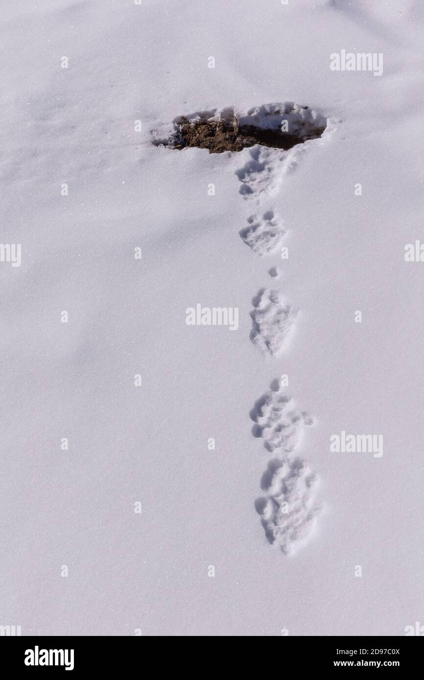 Pallas's pika or Mongolian pika (Ochotona pallasi, tracks at the ...