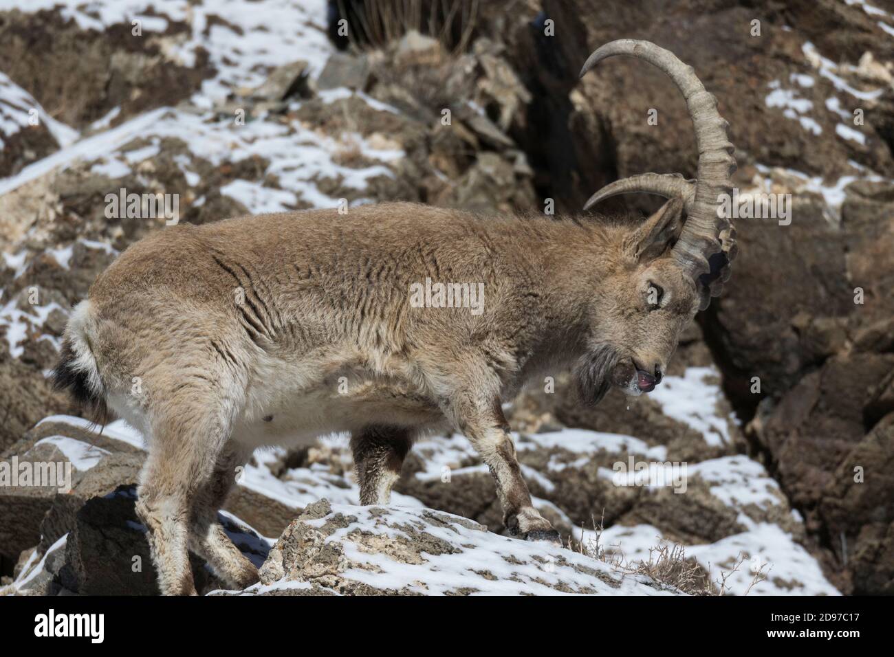 Altai ibex capra sibirica sibirica hi-res stock photography and images ...