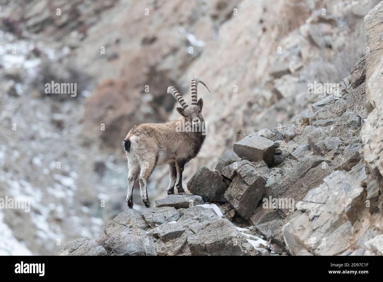 Altai mountains hi-res stock photography and images - Alamy