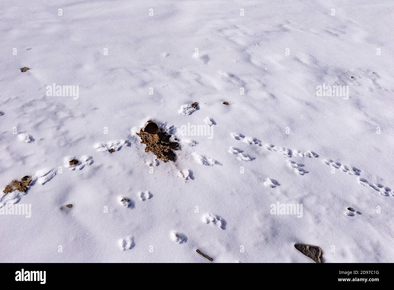 Pallas's pika or Mongolian pika (Ochotona pallasi, tracks at the ...