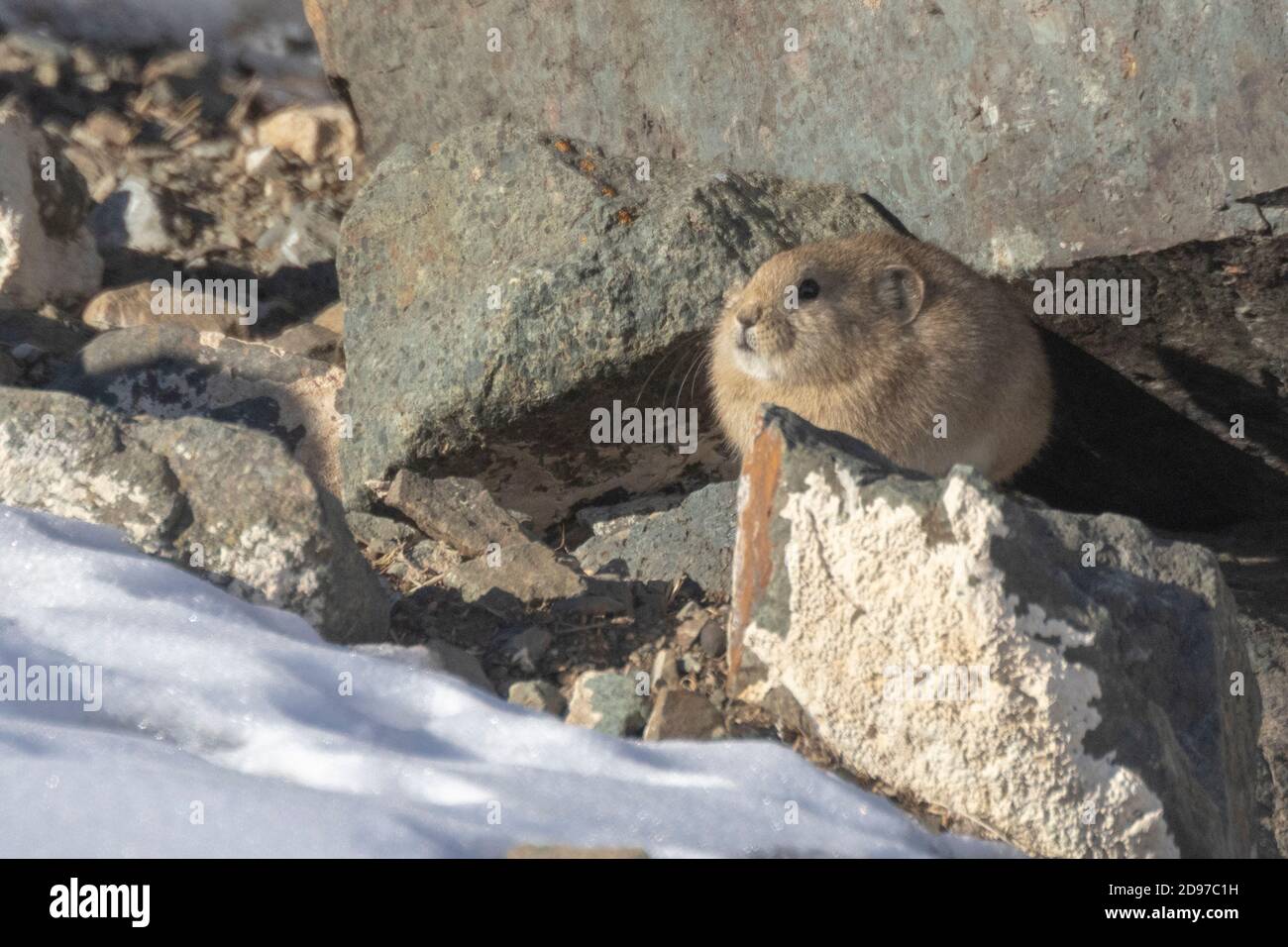 Ochotona sp hi-res stock photography and images - Alamy