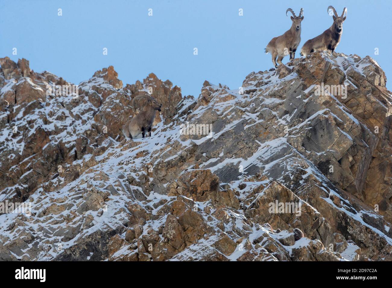 Central asia capra hi-res stock photography and images - Alamy