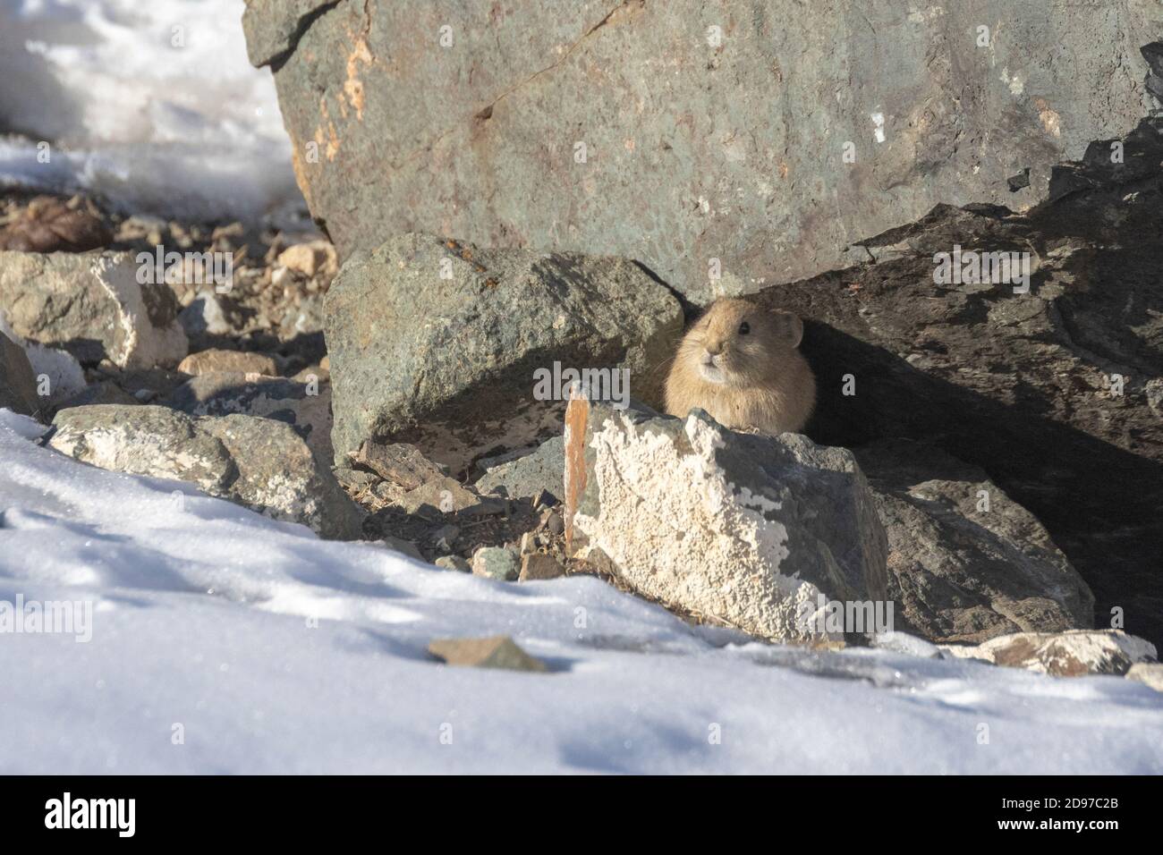 Mongolian pika hi-res stock photography and images - Alamy
