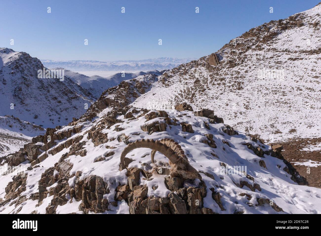 Valley with head skeleton of Siberian ibex (Capra sibirica), Altai ...