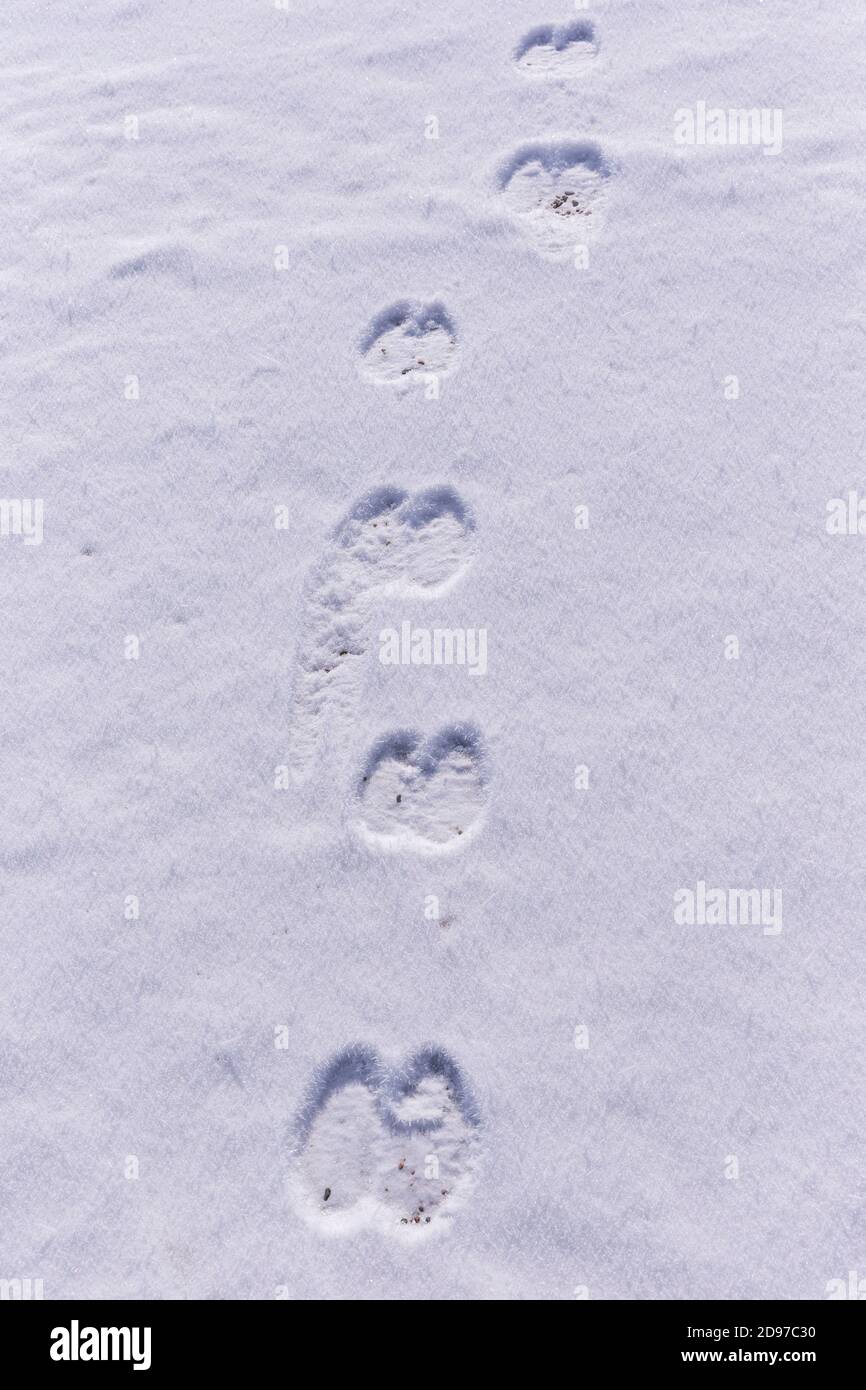 Camel footprint hi-res stock photography and images - Alamy