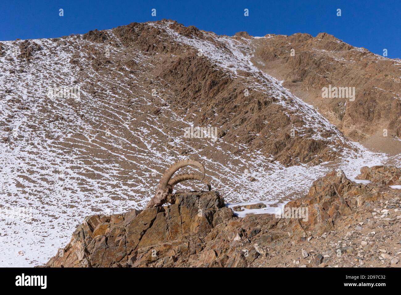 Valley with head skeleton of Siberian ibex (Capra sibirica), Altai ...