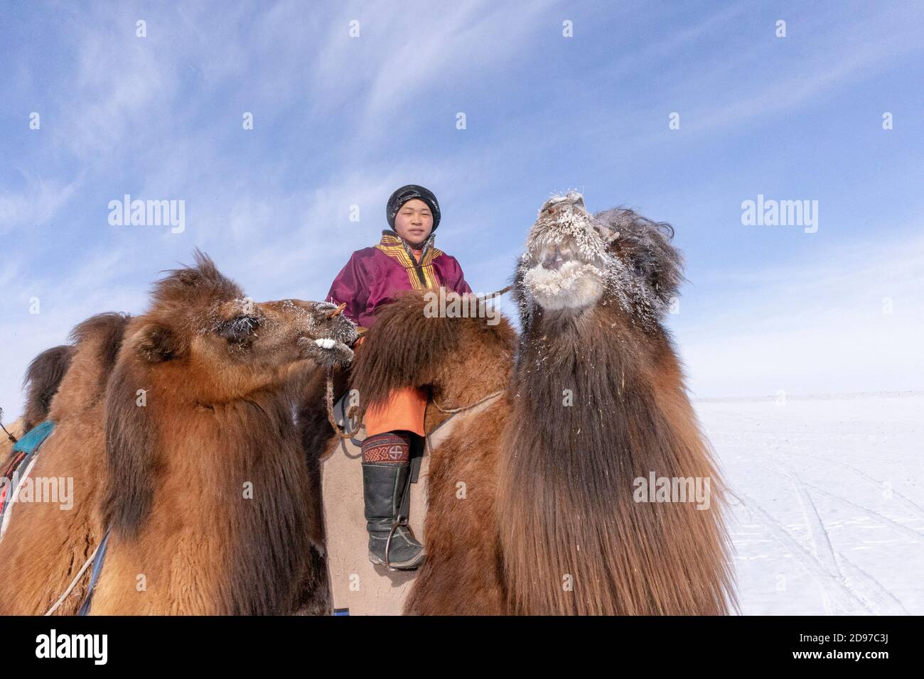 Camel race hi-res stock photography and images - Alamy