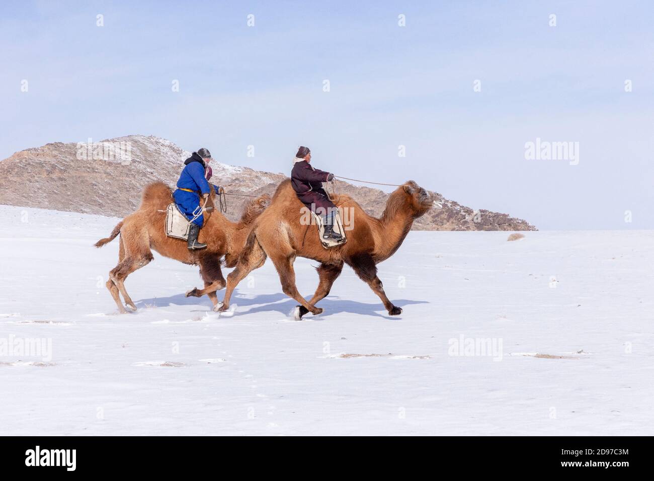 Camel race hi-res stock photography and images - Alamy