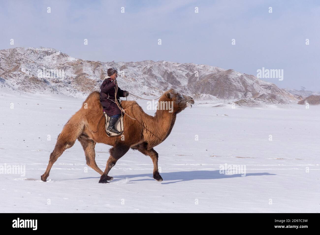 Camel race hi-res stock photography and images - Alamy
