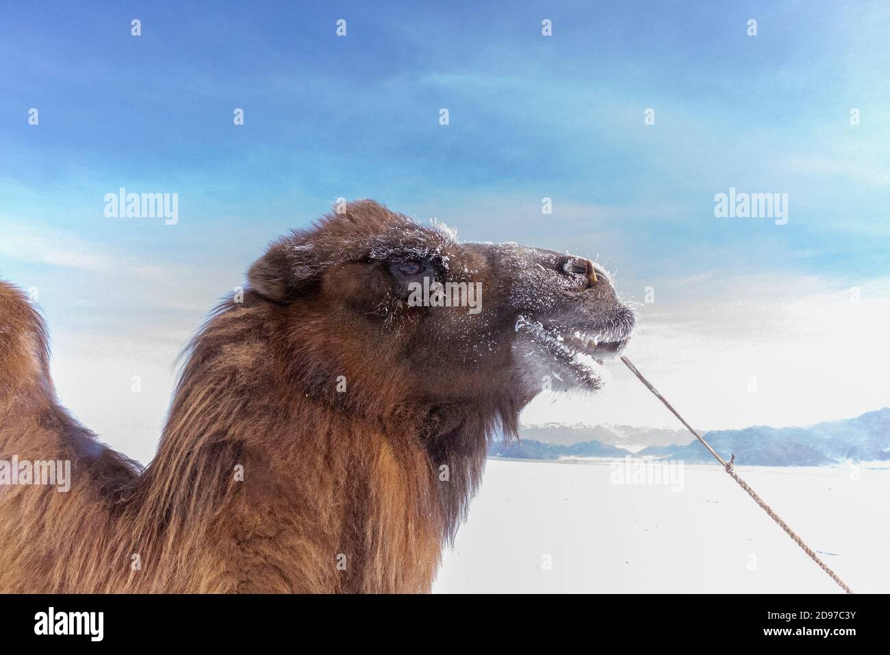 Camel race hi-res stock photography and images - Alamy