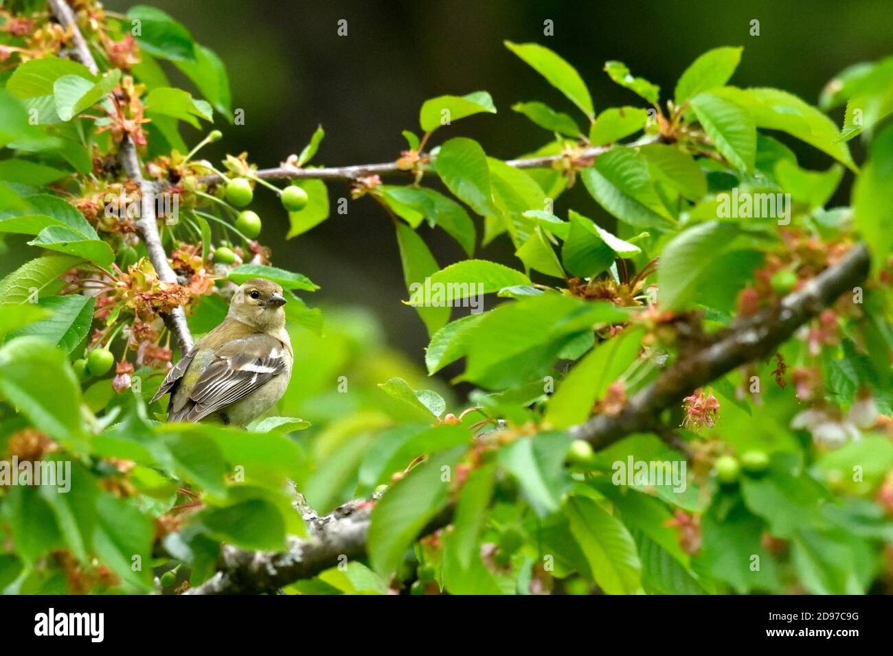 Immature Tree High Resolution Stock Photography and Images - Alamy