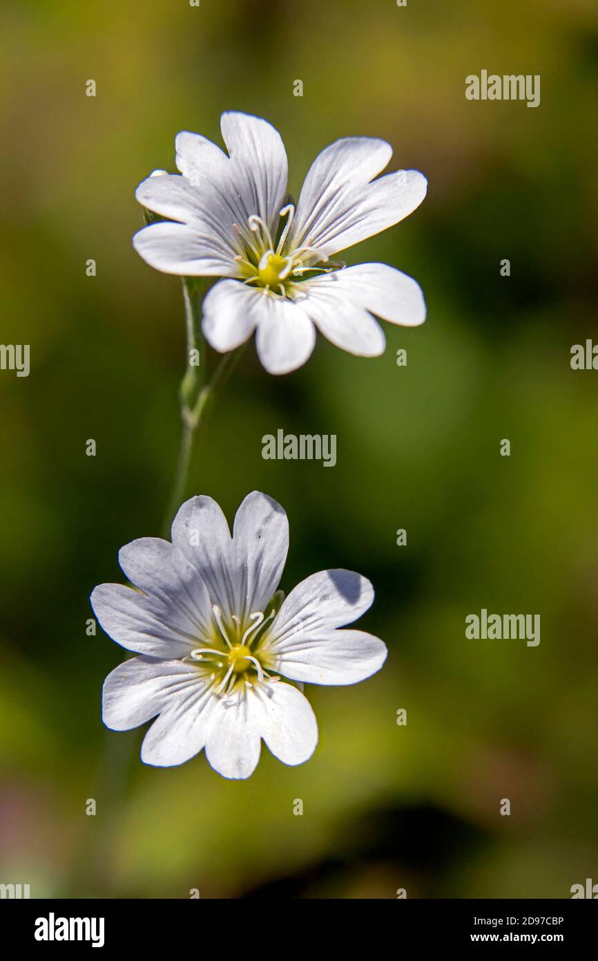 Field chickweed (Cerastium arvense), Detail of flowers in spring ...