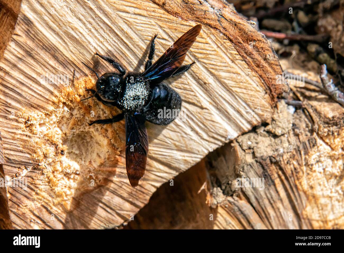 Carpenter bee egg hi-res stock photography and images - Alamy