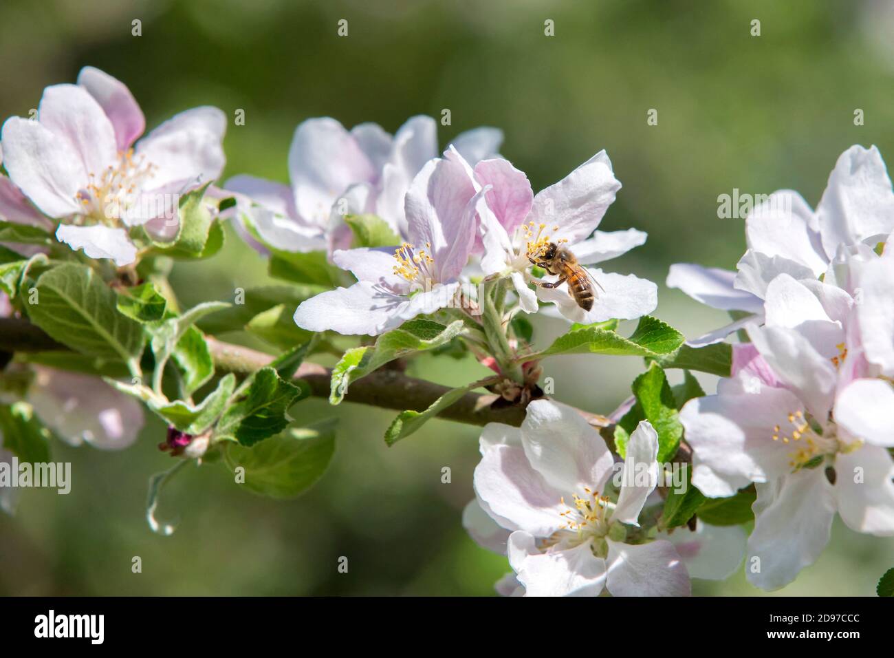 Pollination Of Apple Trees High Resolution Stock Photography and Images ...