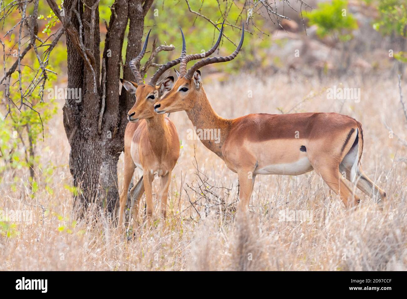 Impala (Aepyceros melampus), two adult males standing under a tree ...