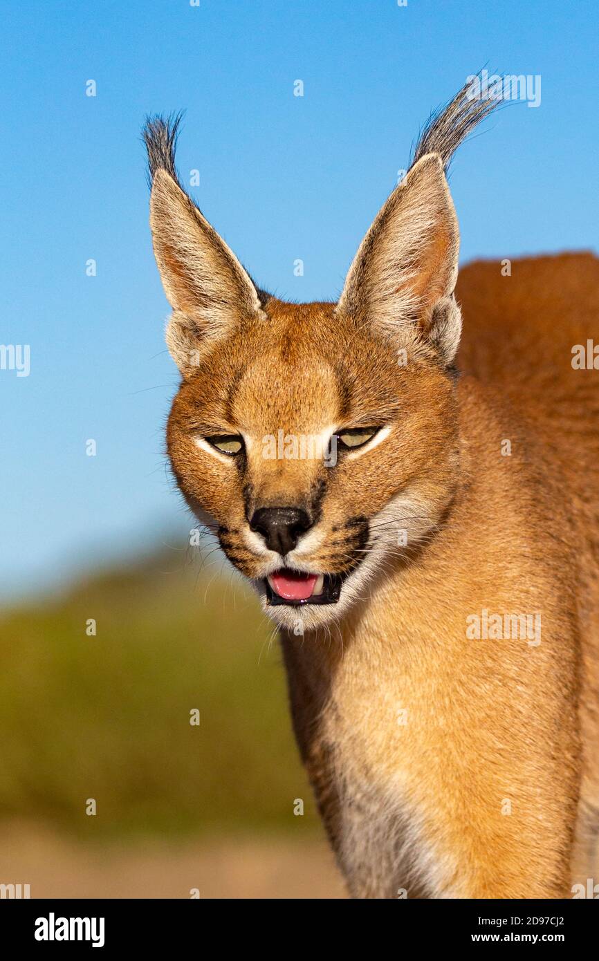 Caracal caracal caracal portrait hi-res stock photography and images ...