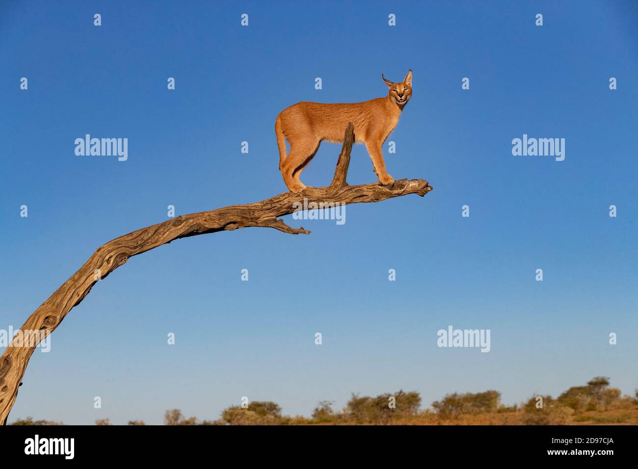 Caracal caracal tree hi-res stock photography and images - Alamy