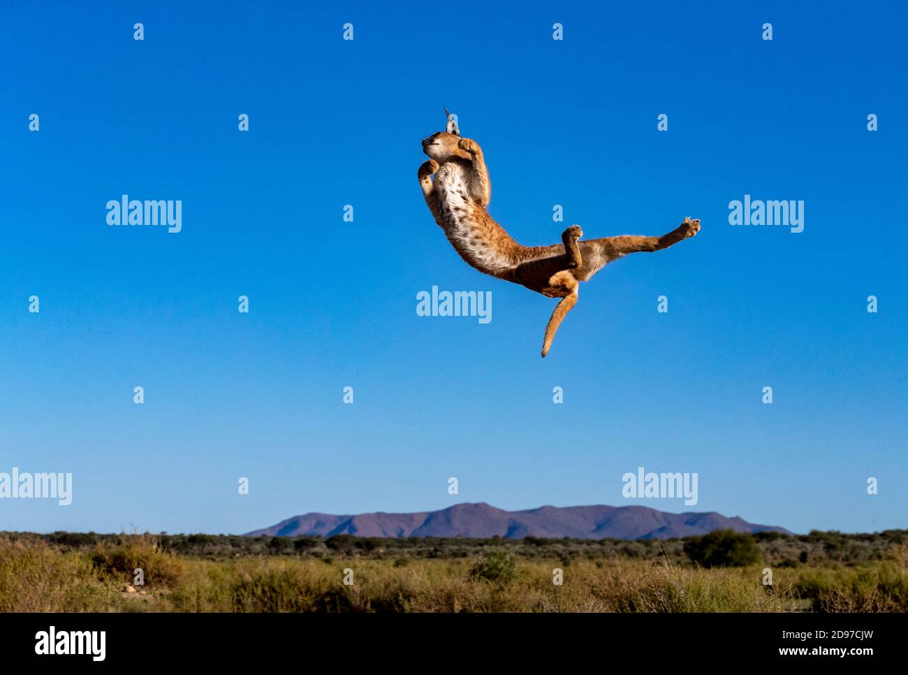 Caracal caracal jumping hi-res stock photography and images - Alamy