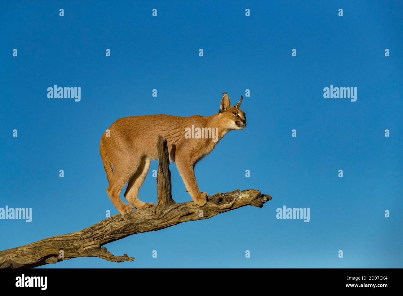 Caracal caracal tree hi-res stock photography and images - Alamy