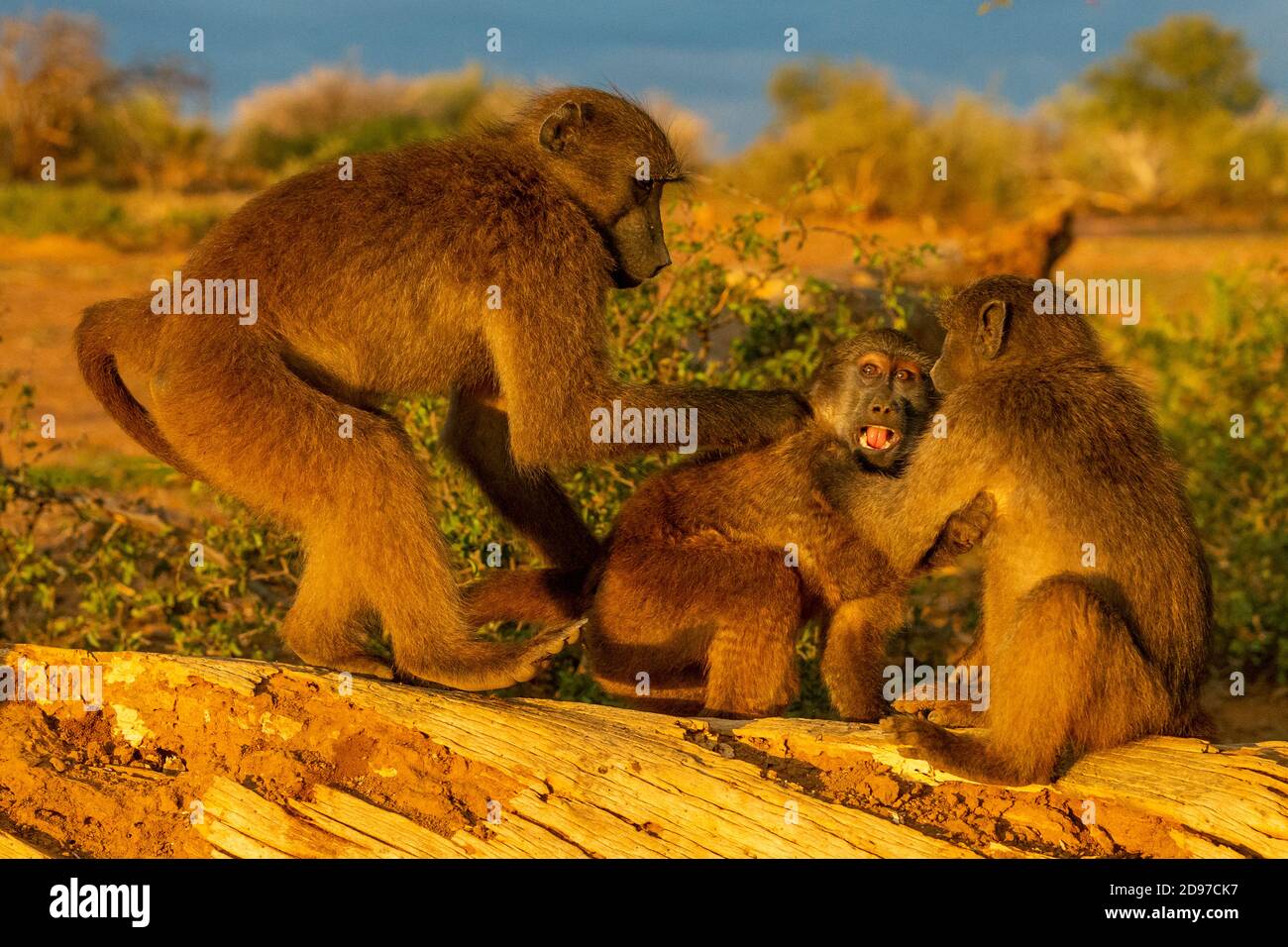 Papio species hi-res stock photography and images - Alamy