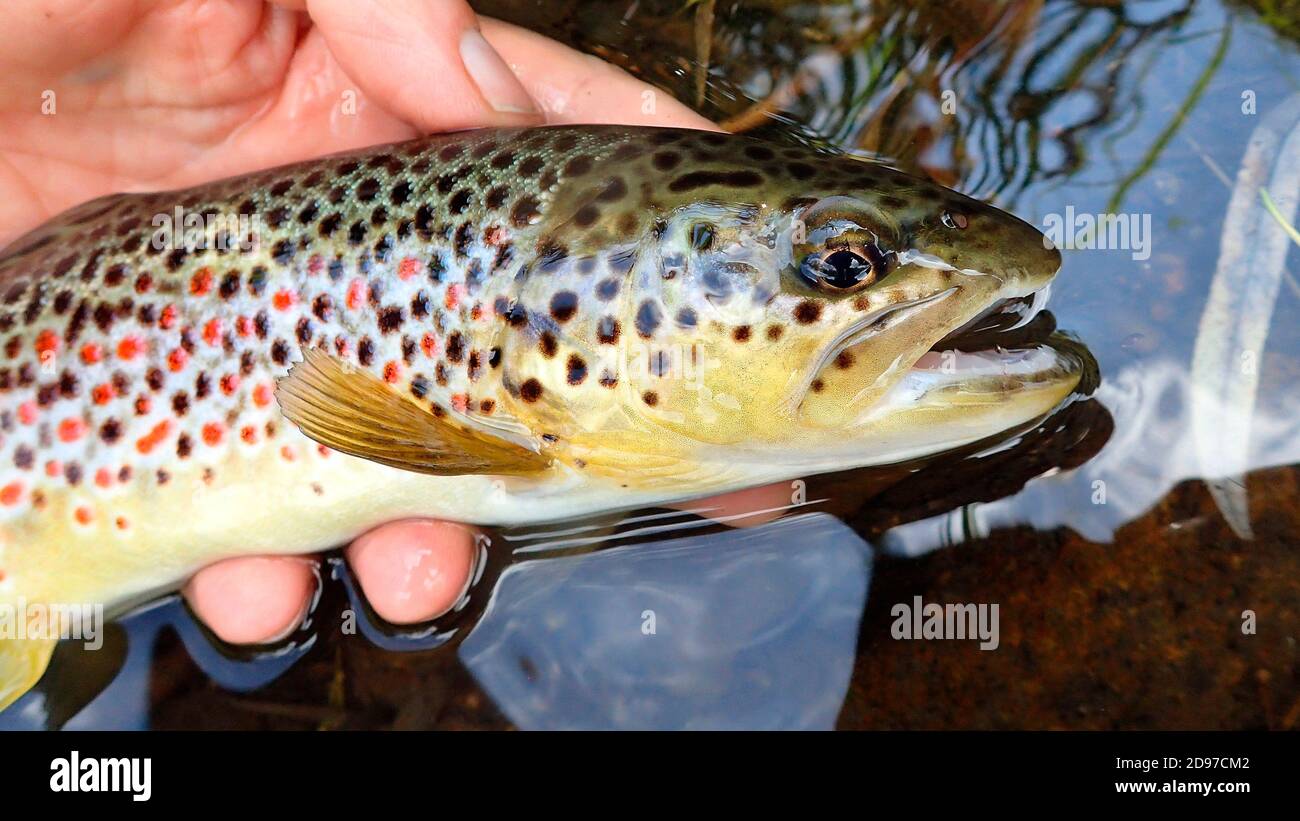 Trout salmo trutta river hi-res stock photography and images - Alamy