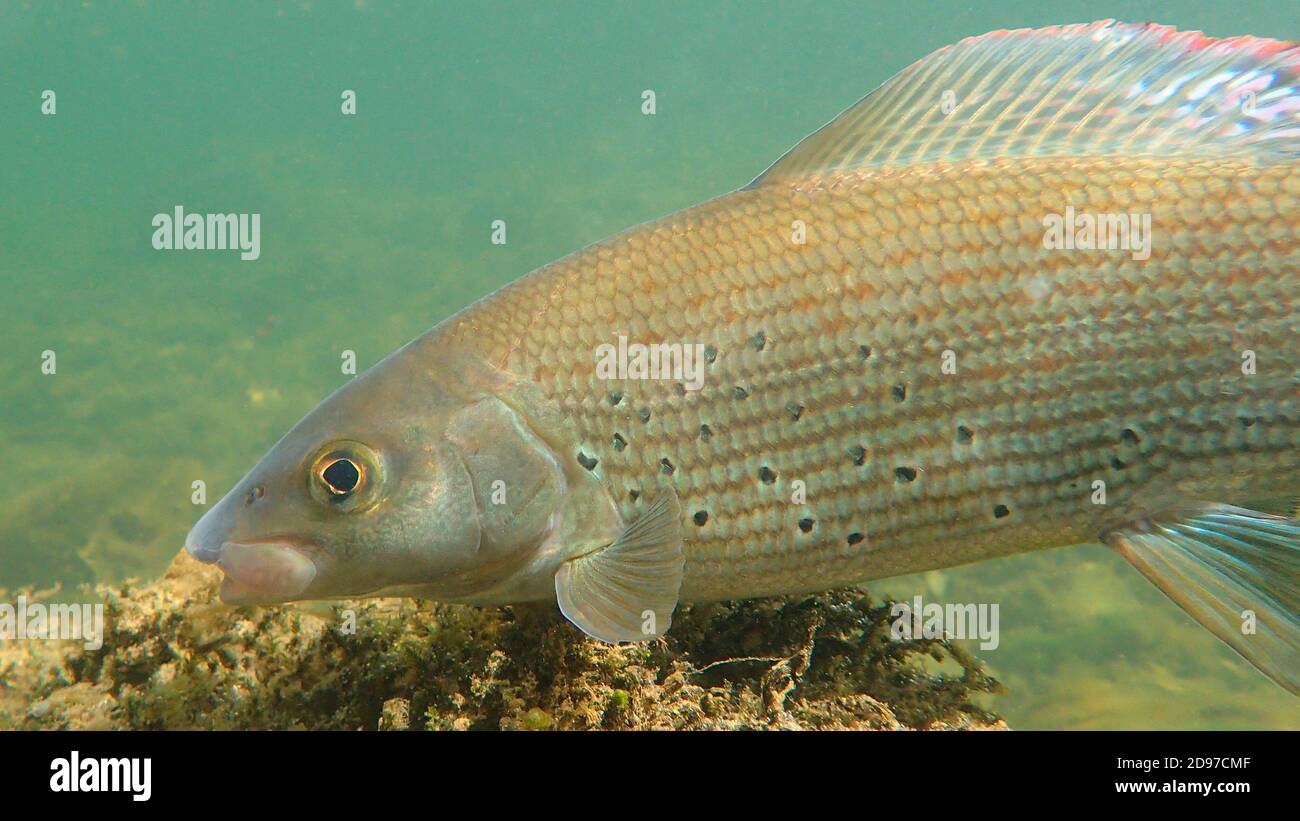Thymallus High Resolution Stock Photography and Images - Alamy
